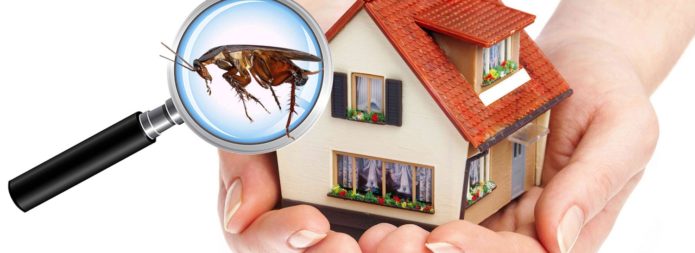 The importance of pest control at your home - PMCAOnline