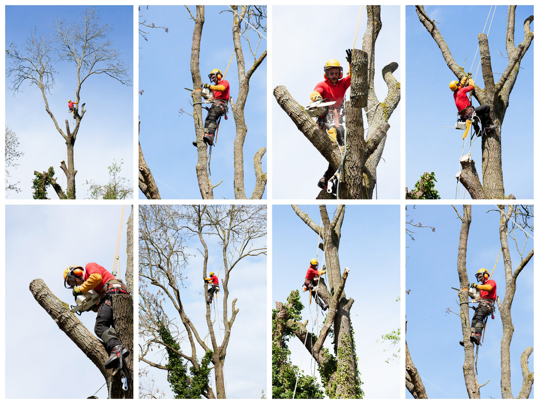 How do I Choose a Tree Arborist? - PMCA Online