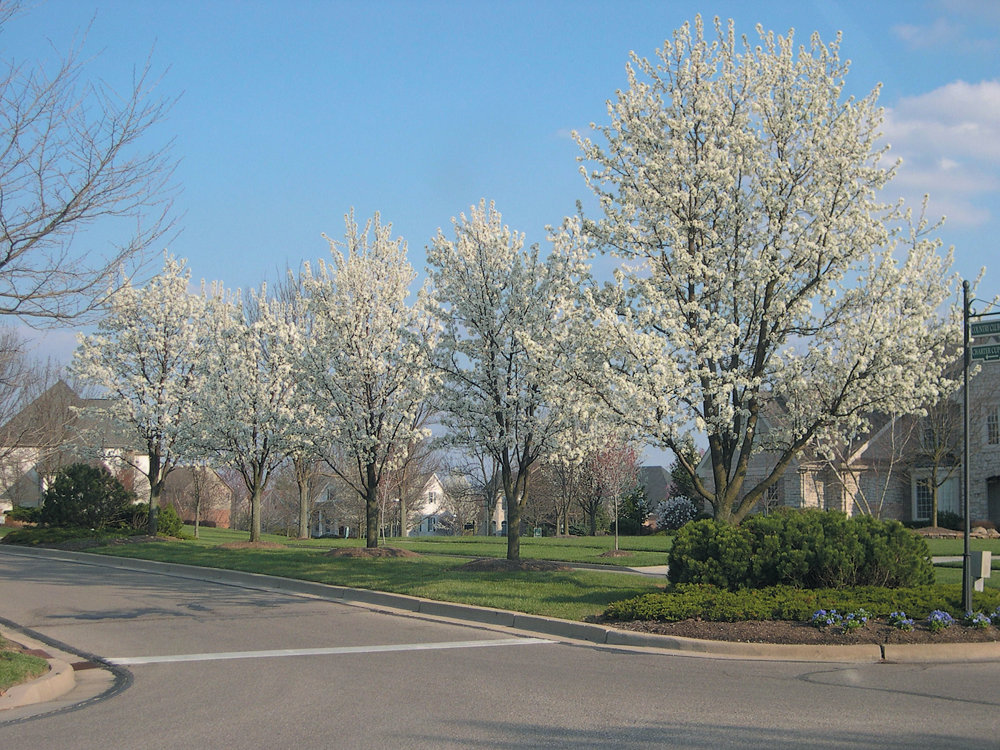 Why Are Memorial Trees Better Than Other Forms Of Memorialization ...