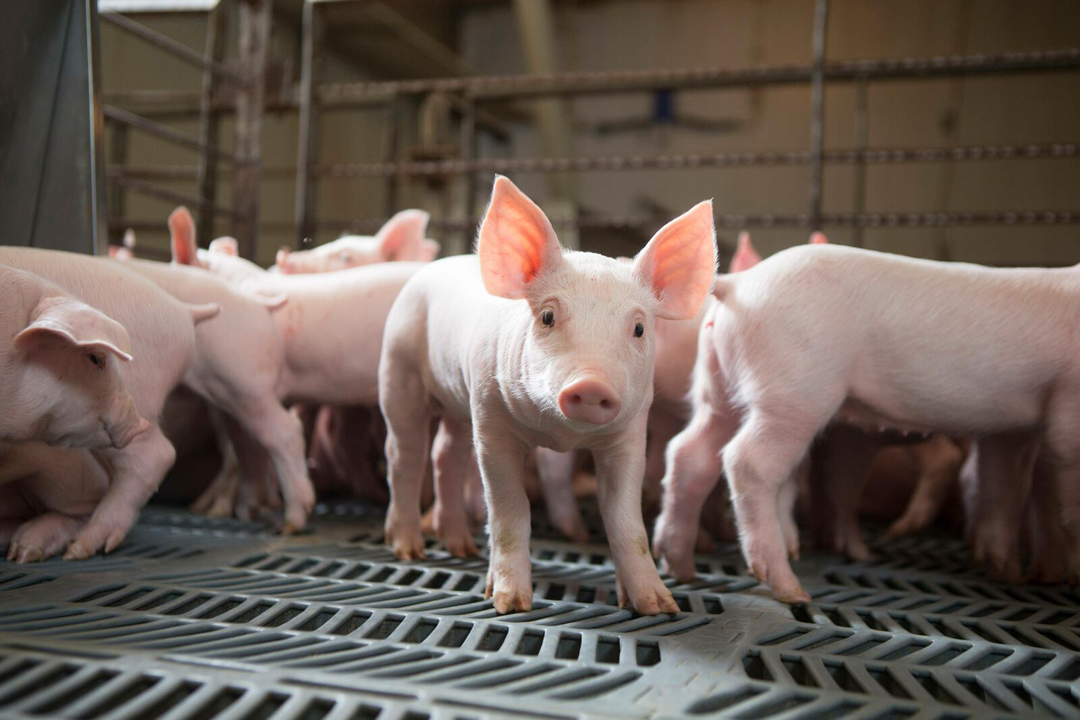 Pig Flooring Systems 101 ─ An Introduction to Different Types of Pig ...