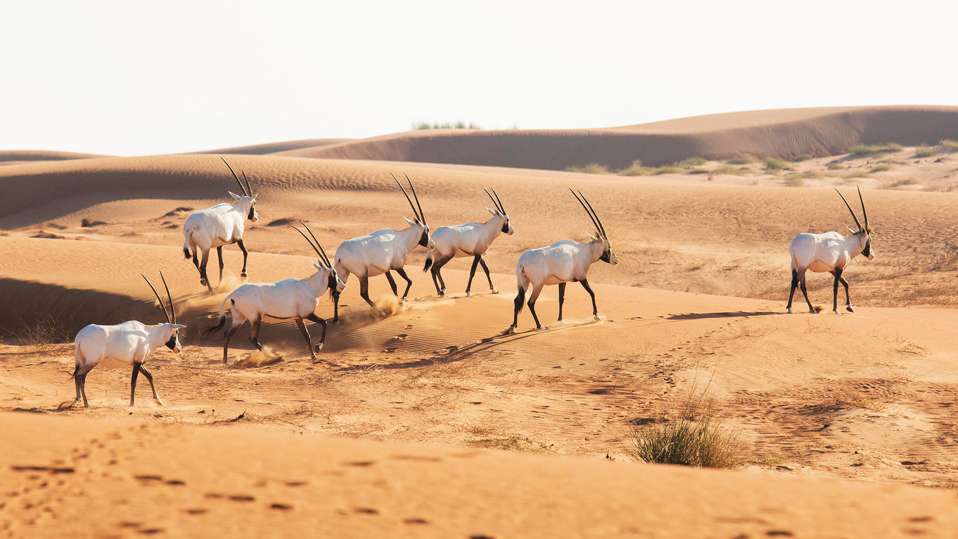 Know About Your Inner Adventure With the Help of Desert Safari Dubai In ...