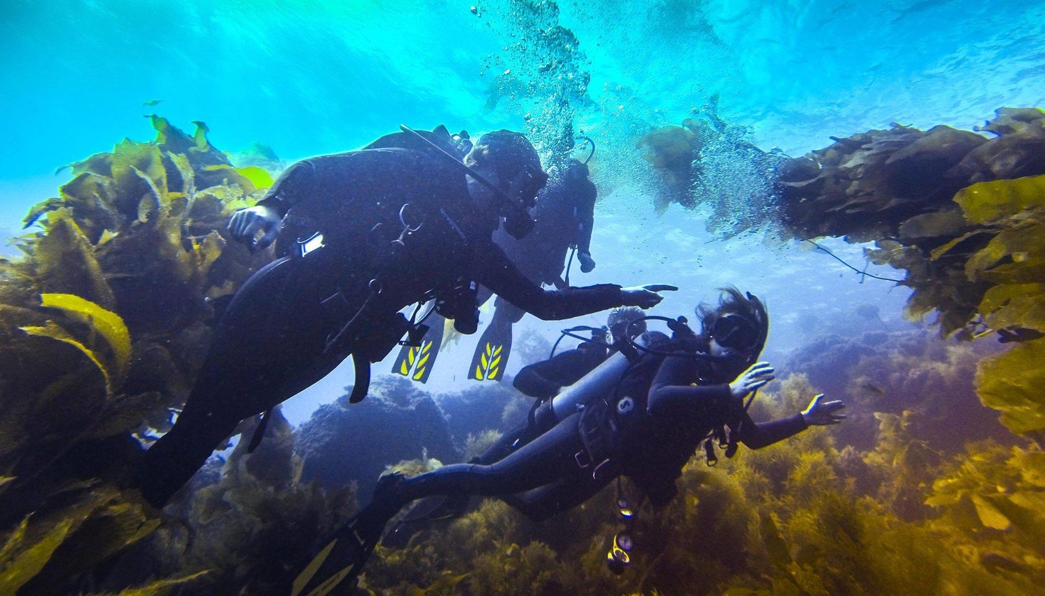 Submerged Wonders: Why Diving and Snorkeling Should Be On Your Bucket ...