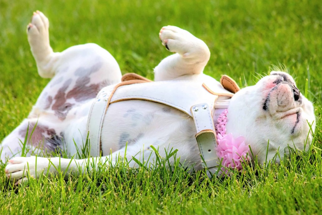 Comparing the Effects of Neck Collars and Chest Harnesses on Dogs ...